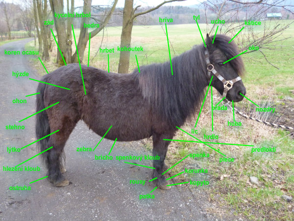 Popis koně :: Ponclik-fiik