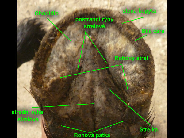 Popis koně :: Ponclik-fiik